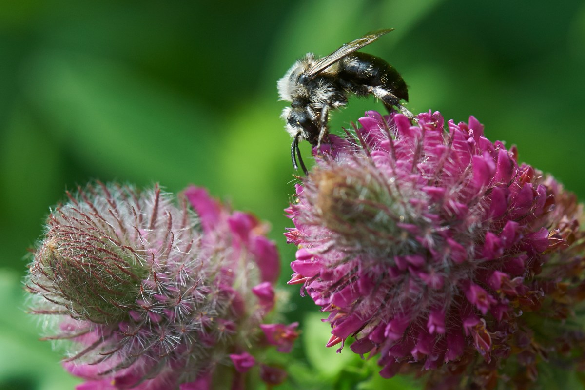 Solitaire bij – de Fruitberg