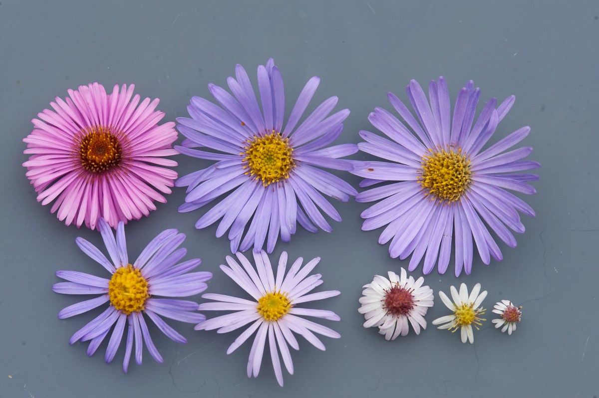 Asters – de Fruitberg